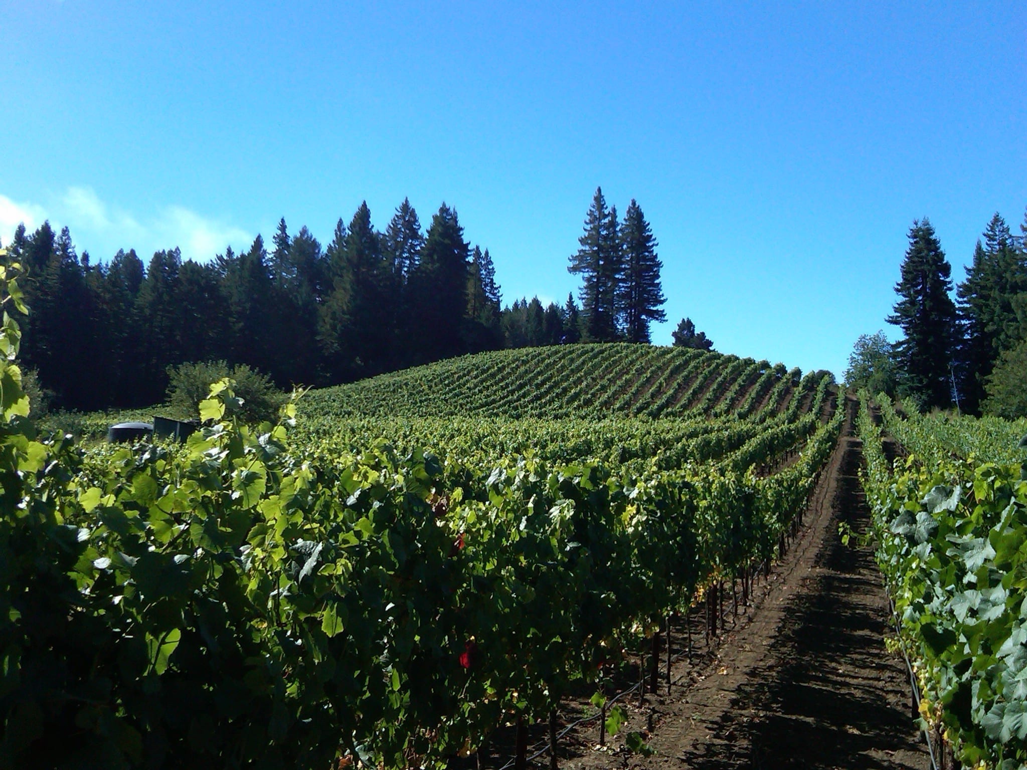 WINE AND FRIENDS MAKE A GREAT PAIRING...SOLISTE WINERY SONOMA COAST ...