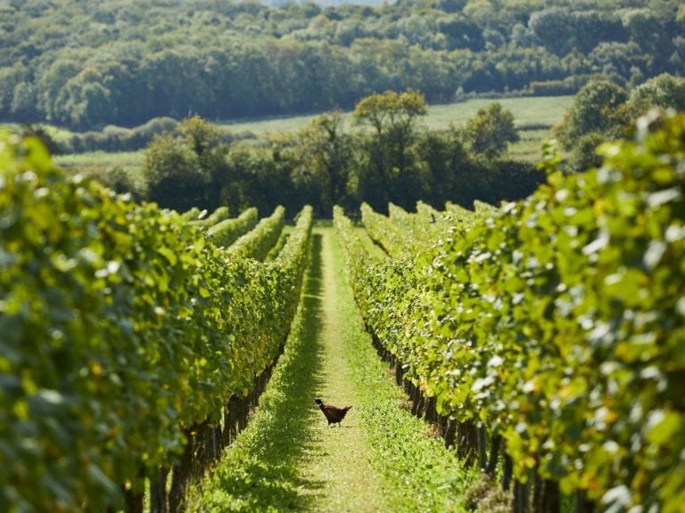 The Wine Garden of England - 67 Pall Mall