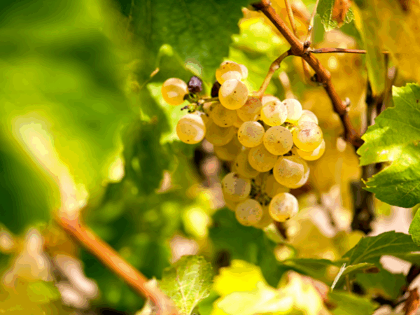 Why clones make a difference in the vineyard - Friday 26th September - 67 Pall Mall